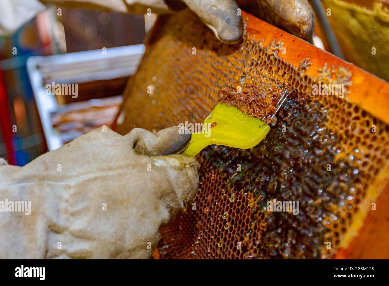 Uncapping honey hi-res stock photography and images - Alamy