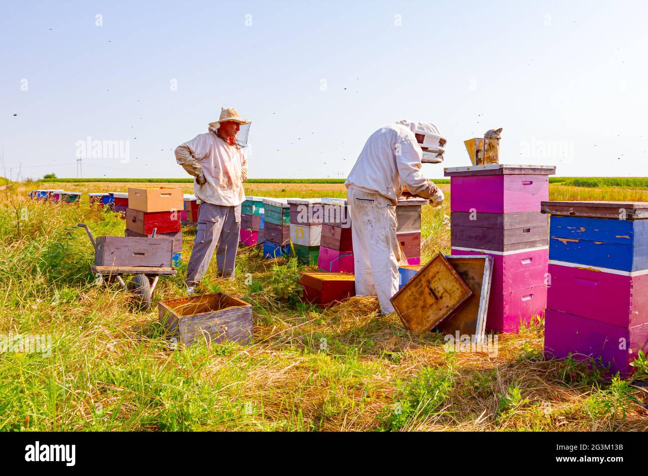 Beekeeper is taking out the honeycomb on wooden frame to control ...