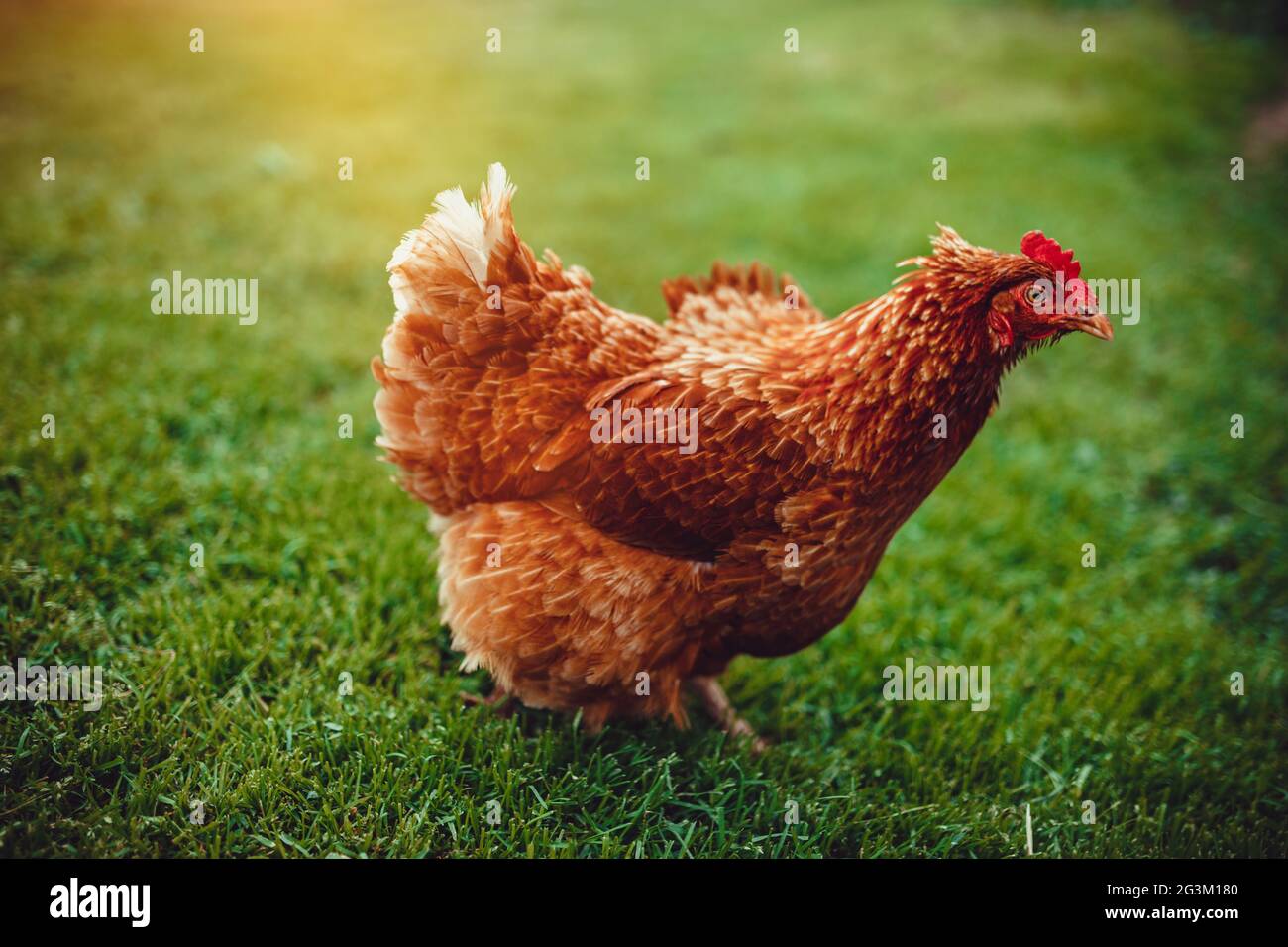 Free range living chicken Stock Photo - Alamy