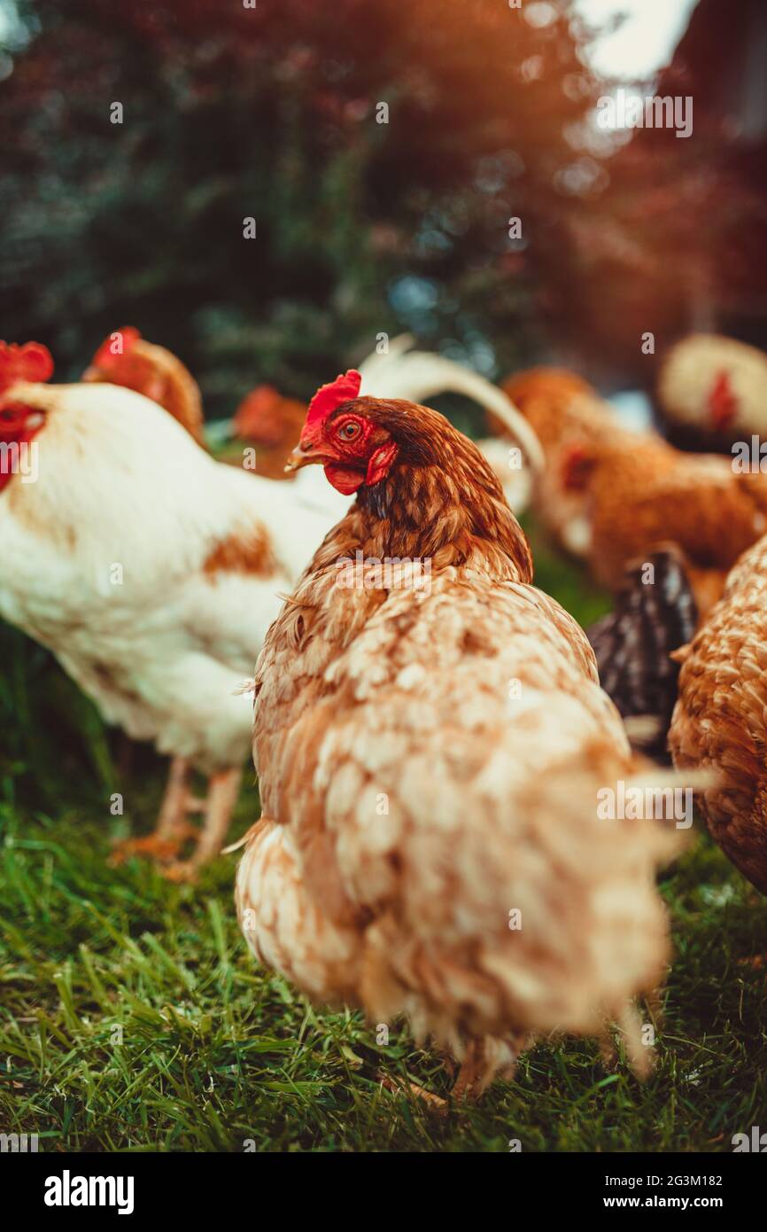 Free range living chickens Stock Photo - Alamy