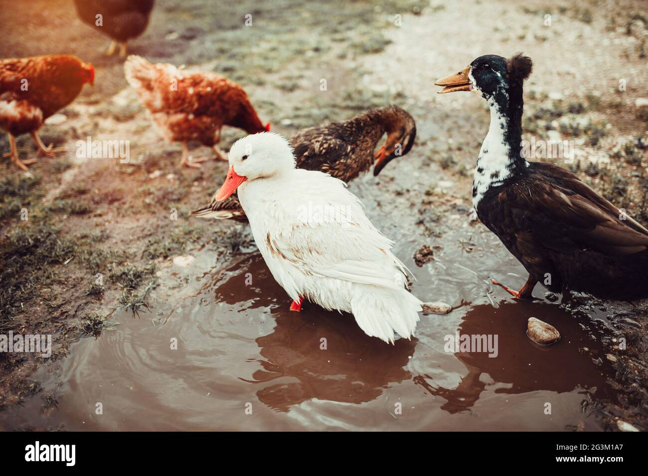 Free range ducks hi-res stock photography and images - Alamy