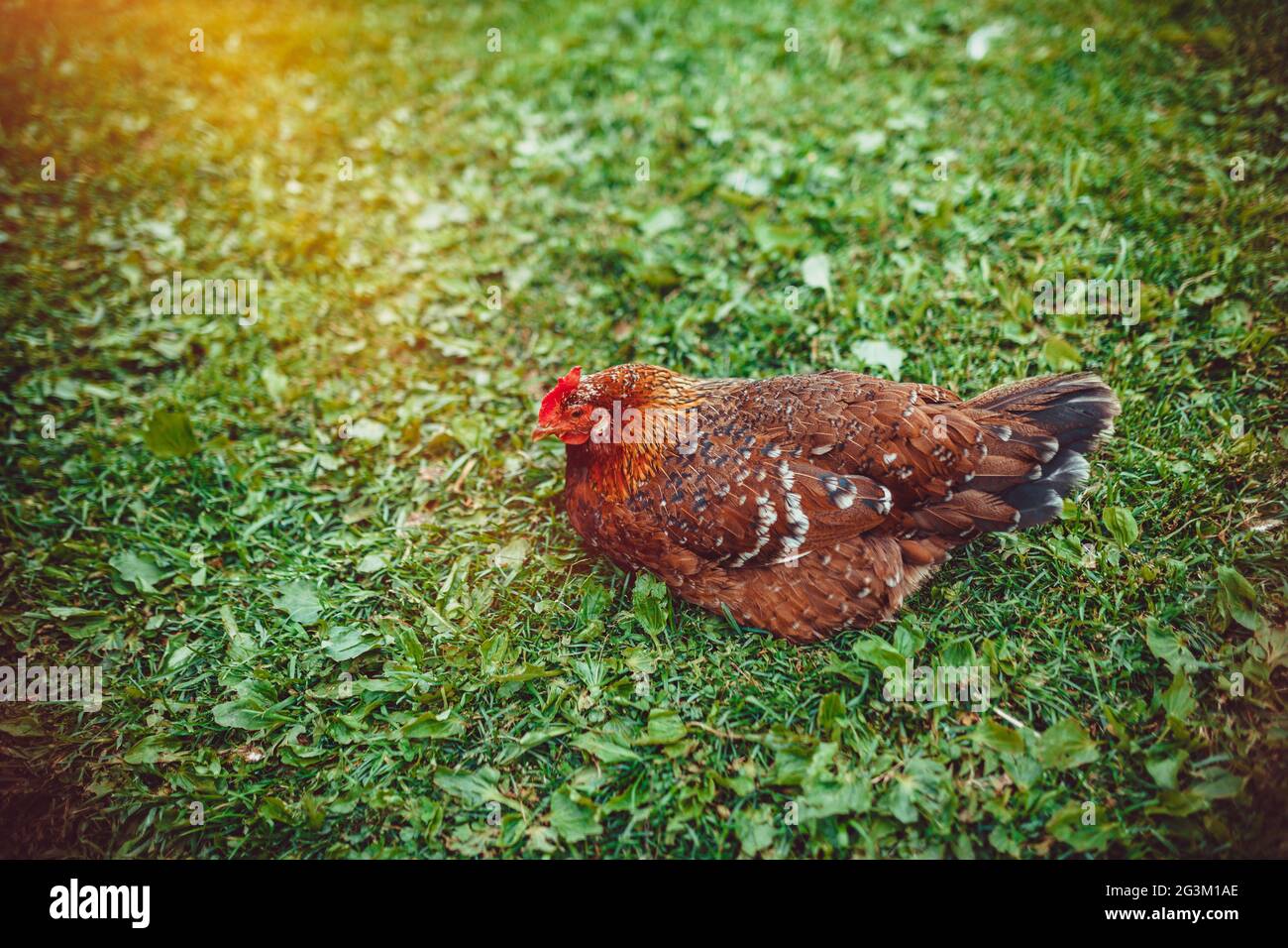 Free range living chicken Stock Photo - Alamy