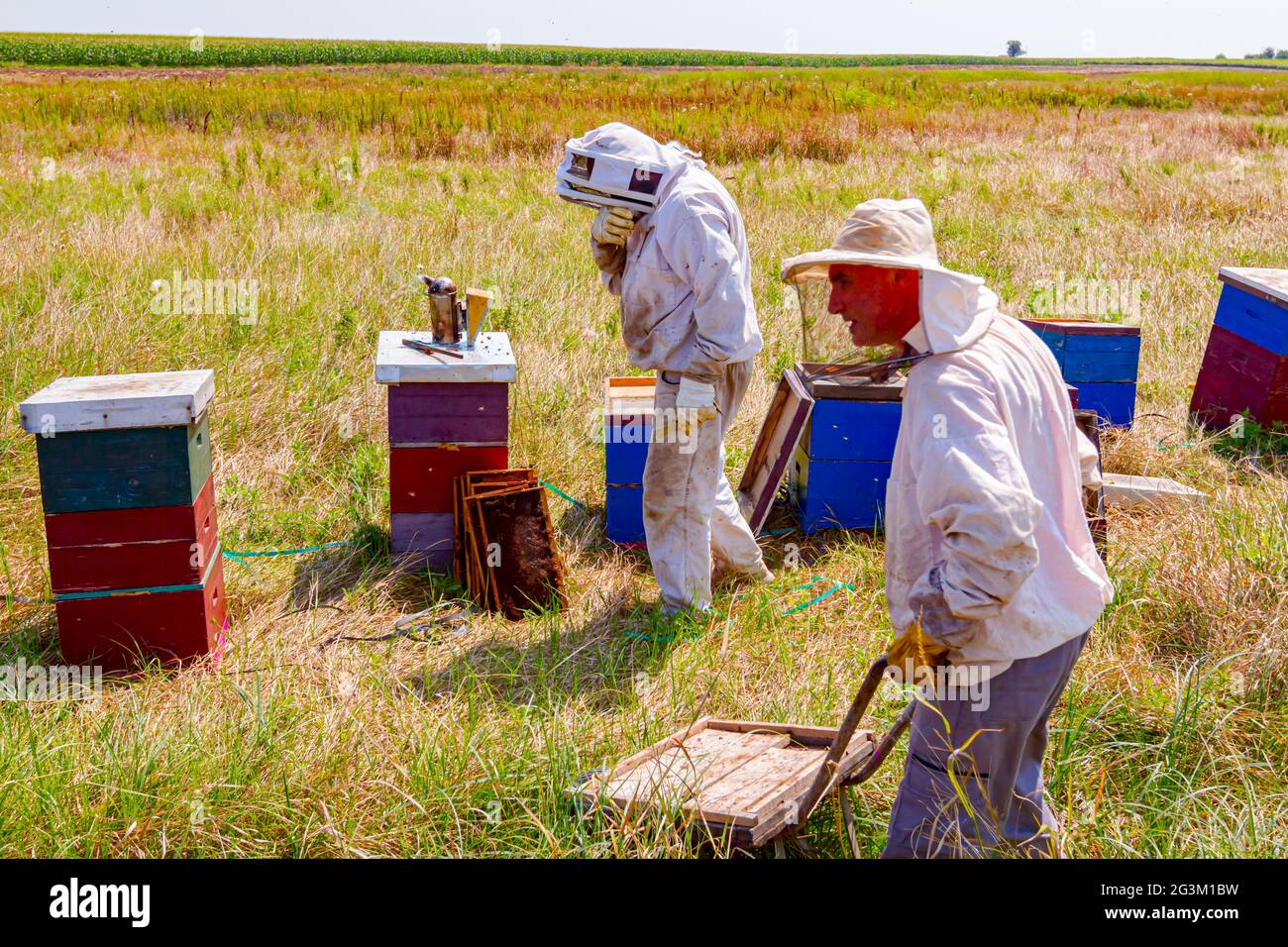 Beekeeper is taking out the honeycomb on wooden frame to control ...