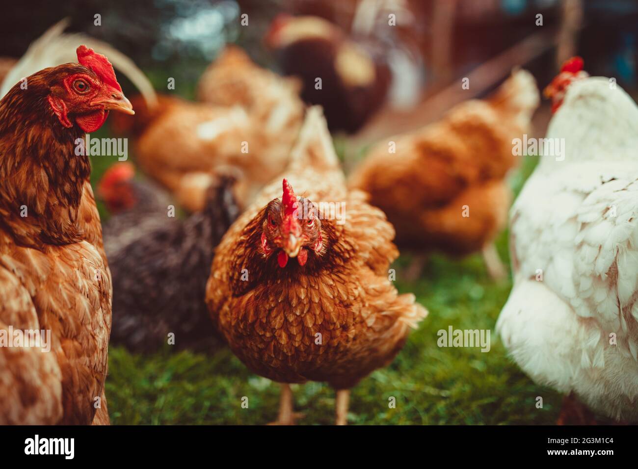 Free range living chickens Stock Photo - Alamy
