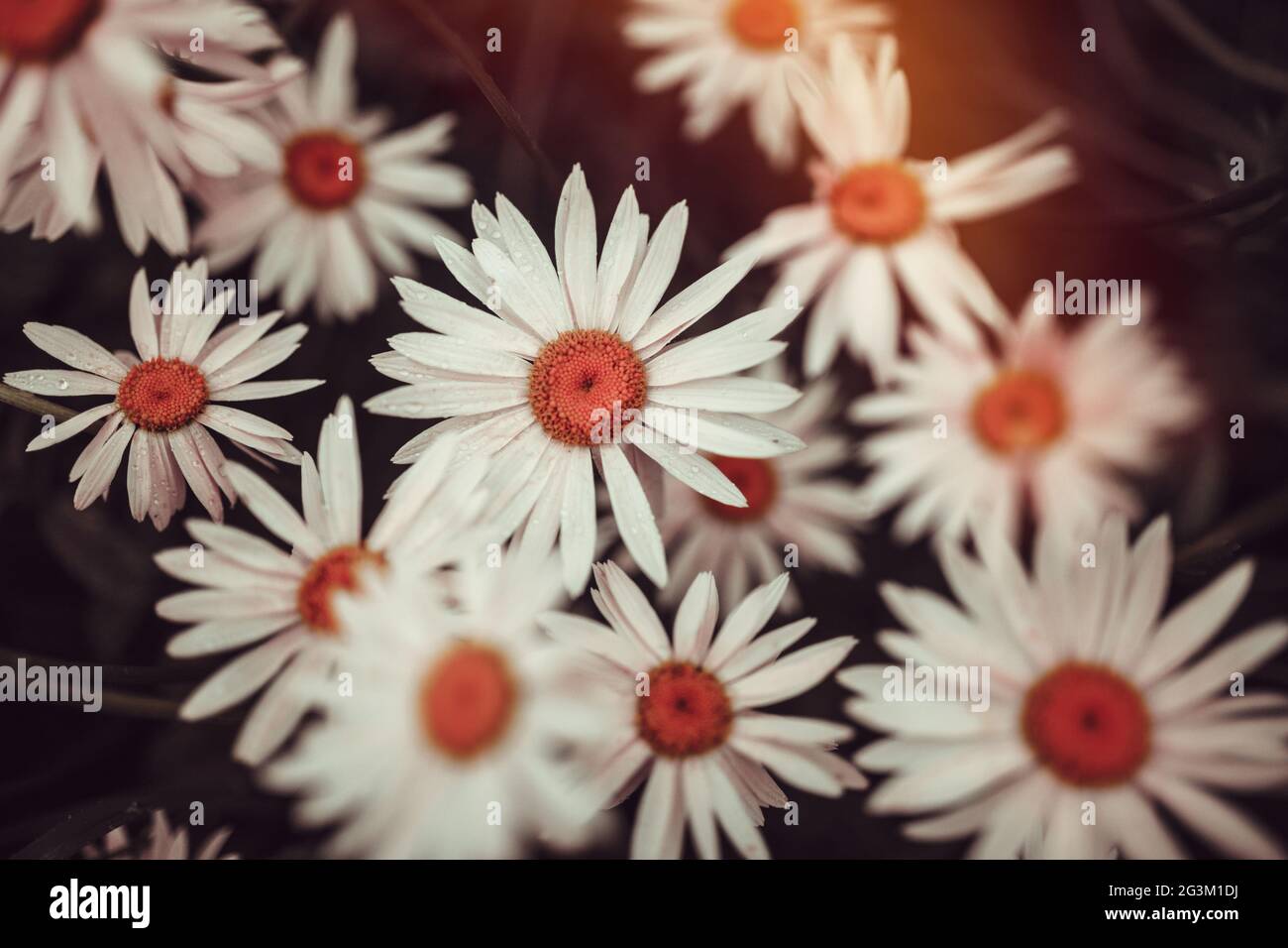 Daisy flowers in retro colors Stock Photo - Alamy