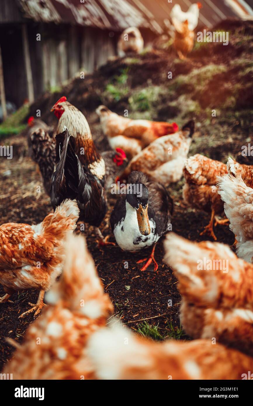 Free range living chickens Stock Photo - Alamy