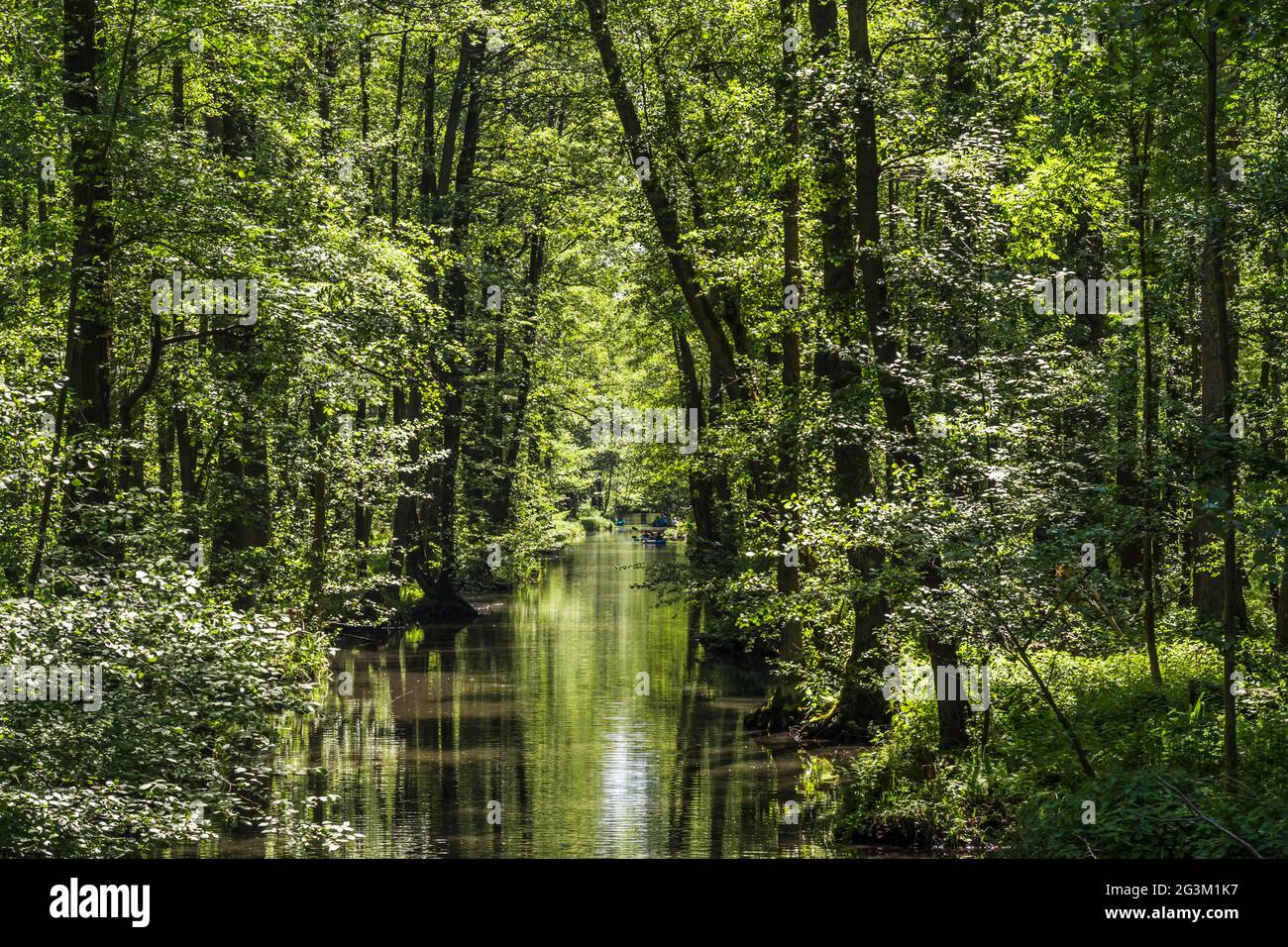 Water canal in the biosphere reserve Spree forest (Spreewald) in the ...