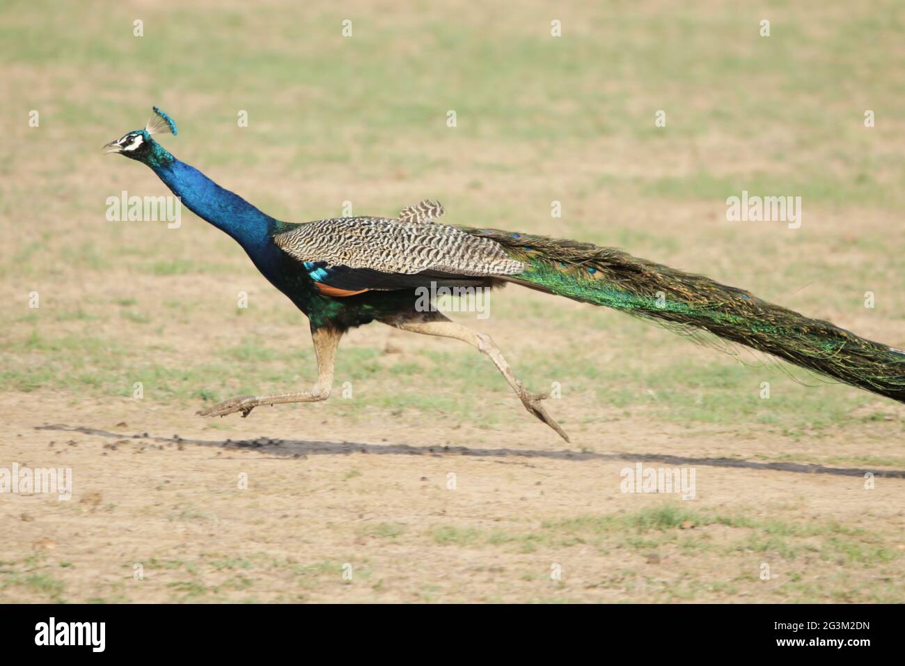 Floura and fauna of madhya pradesh hi-res stock photography and images ...