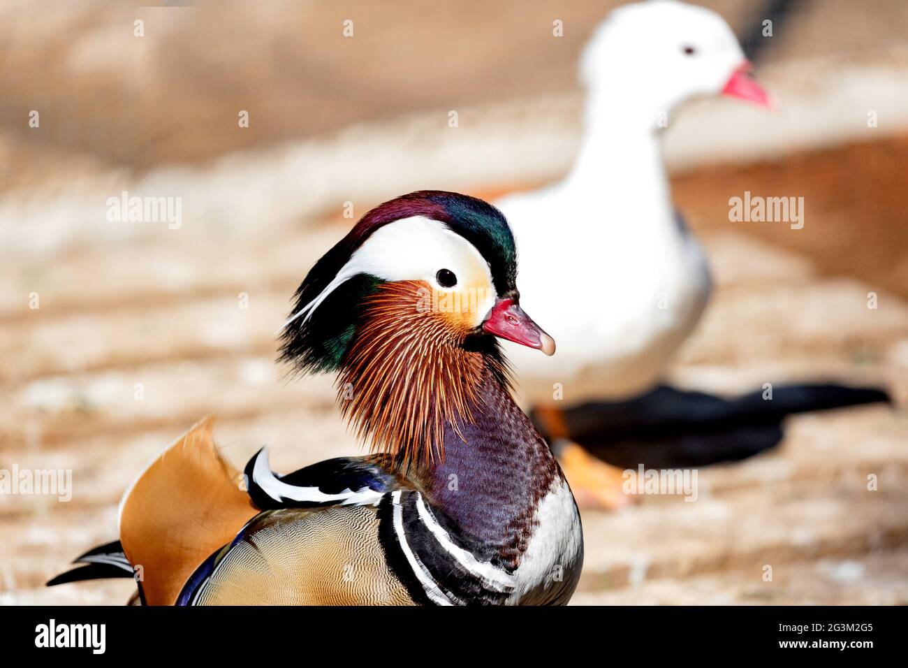 Portrait of a exotic colorful Asian duck in a farm Stock Photo - Alamy
