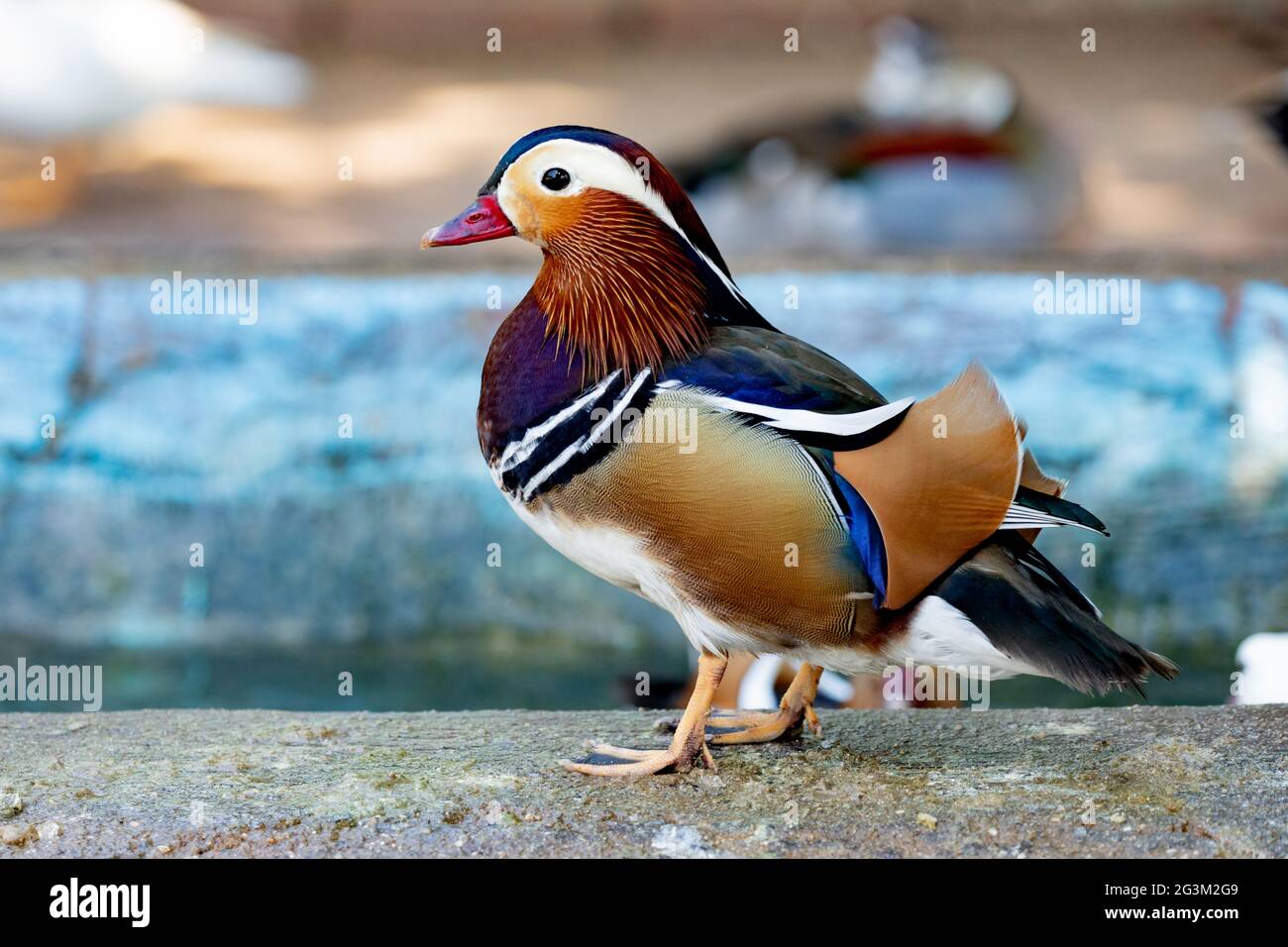 Portrait of a exotic colorful Asian duck in a farm Stock Photo - Alamy