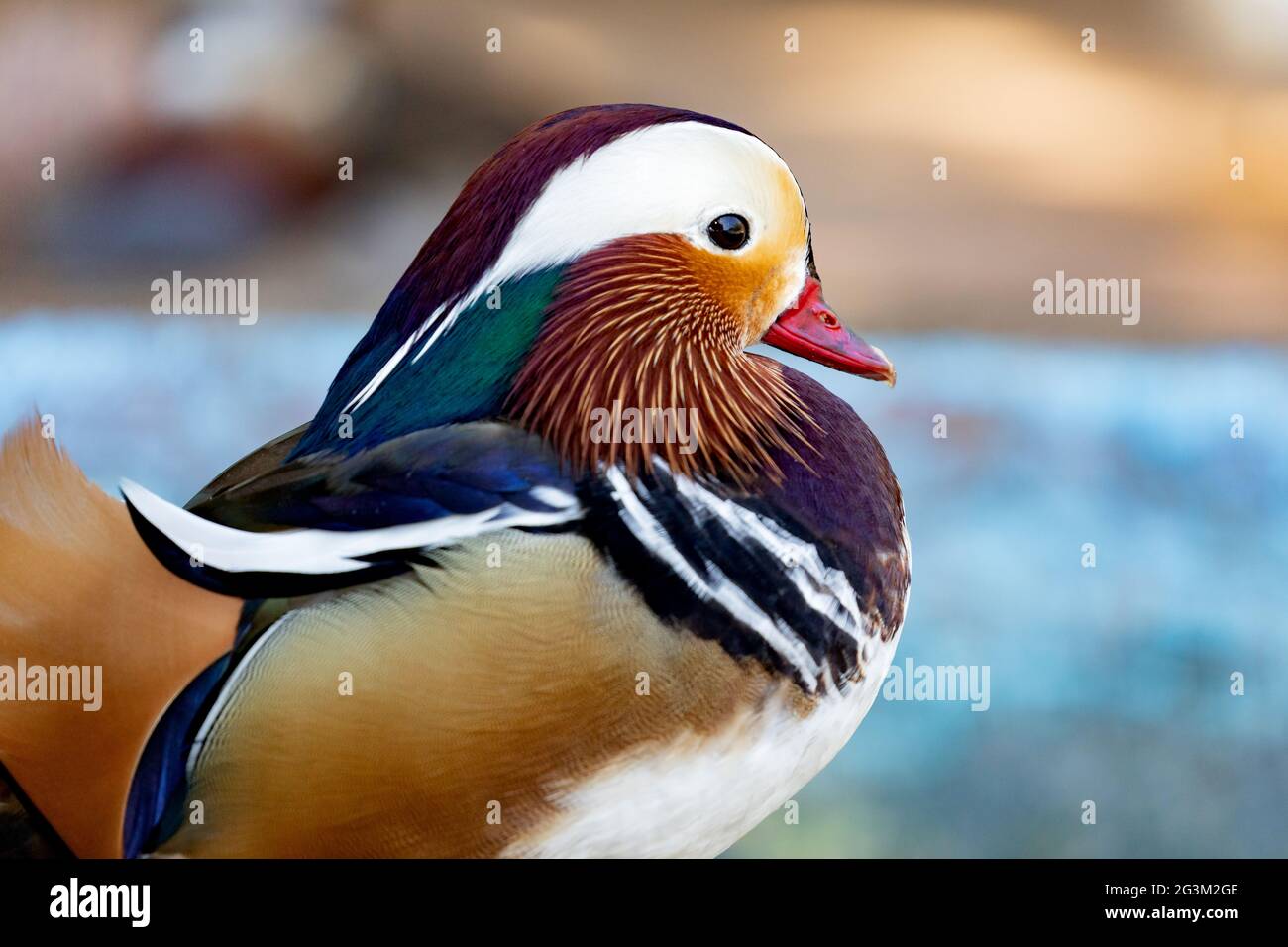 Portrait of a exotic colorful Asian duck in a farm Stock Photo - Alamy