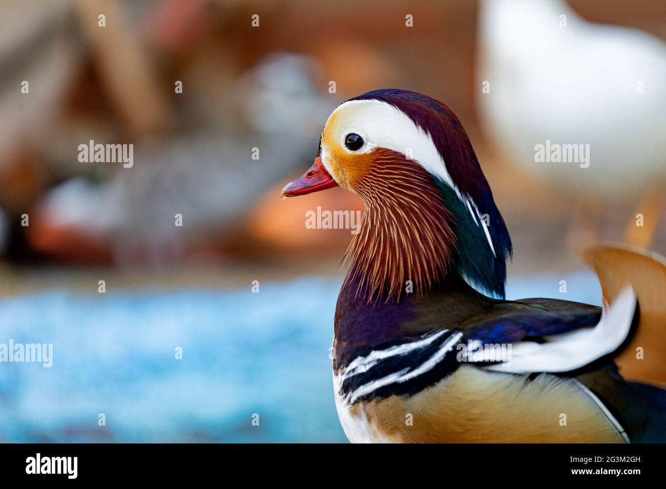 Portrait of a exotic colorful Asian duck in a farm Stock Photo - Alamy