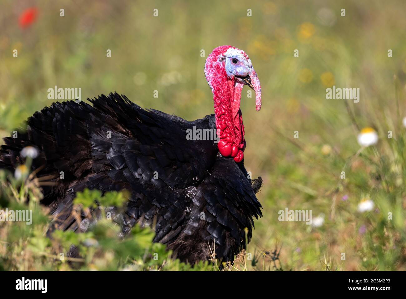 Male wild turkey strutting on the green grass Stock Photo - Alamy