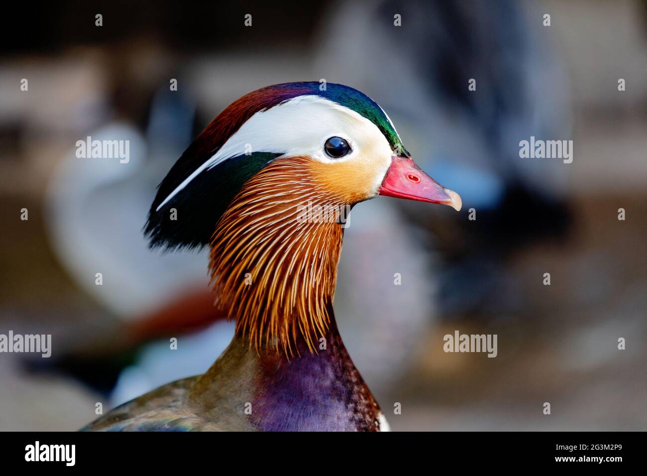 Portrait of a exotic colorful Asian duck in a farm Stock Photo - Alamy