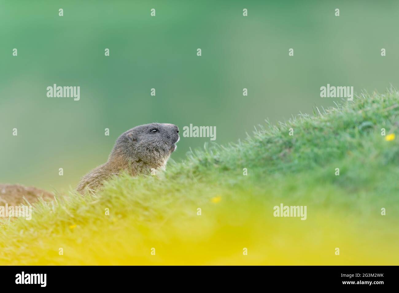 Alpine marmot in spring season (Marmota marmota Stock Photo - Alamy
