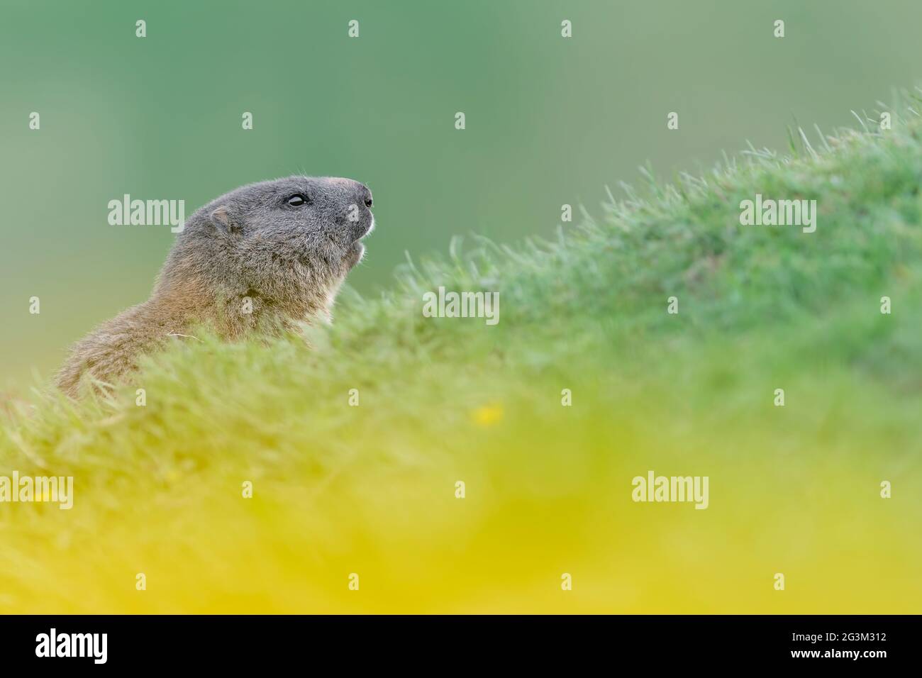 Alpine marmot in spring season (Marmota marmota Stock Photo - Alamy