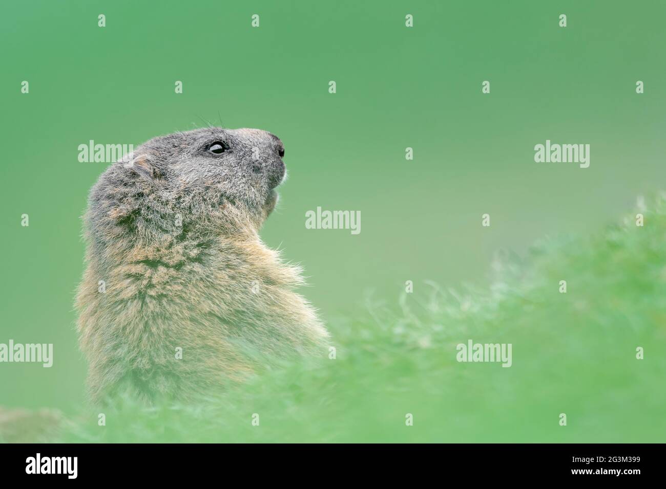 Beautiful portrait of Marmot in the grass (Marmota marmota Stock Photo ...