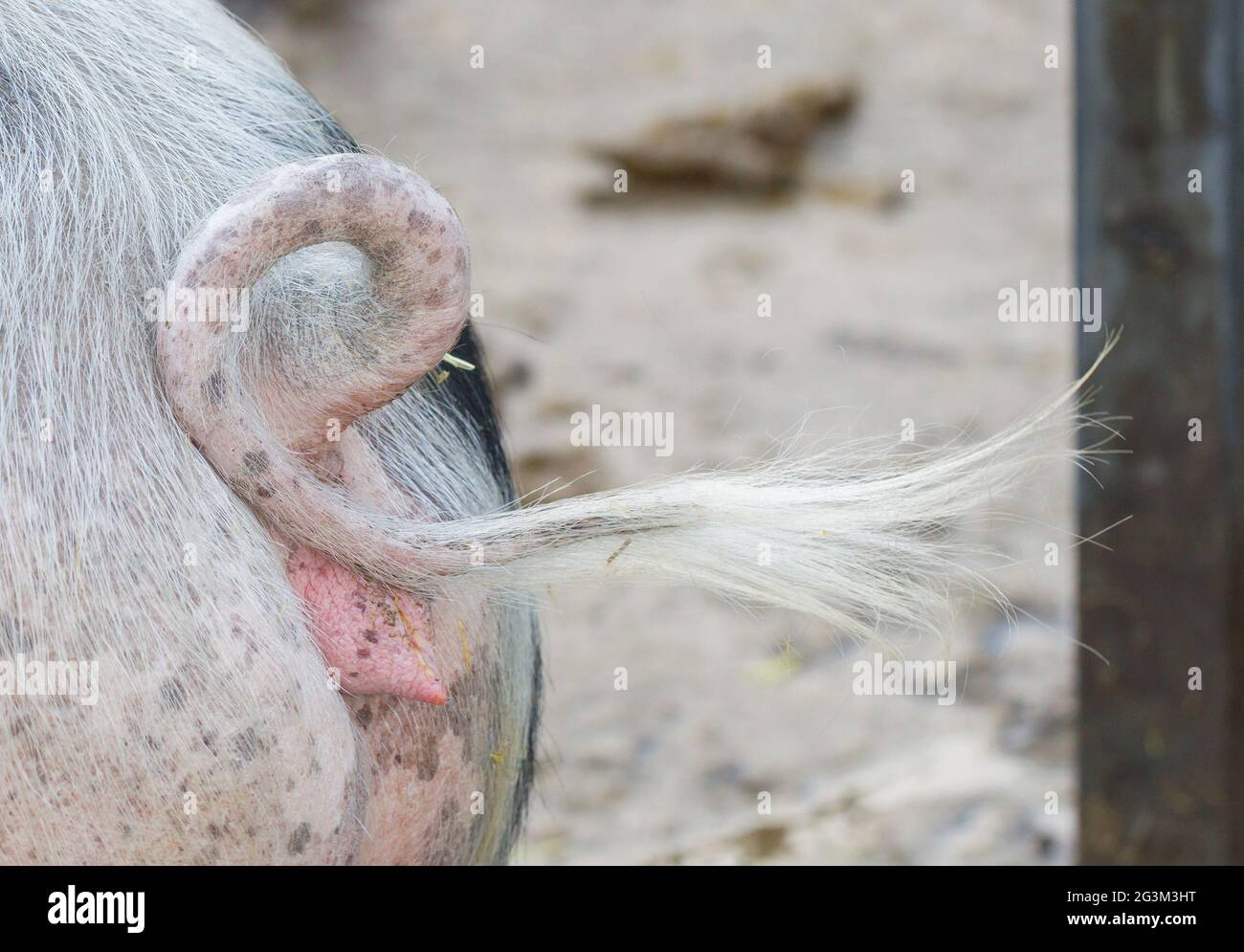 Tail of a pig Stock Photo - Alamy