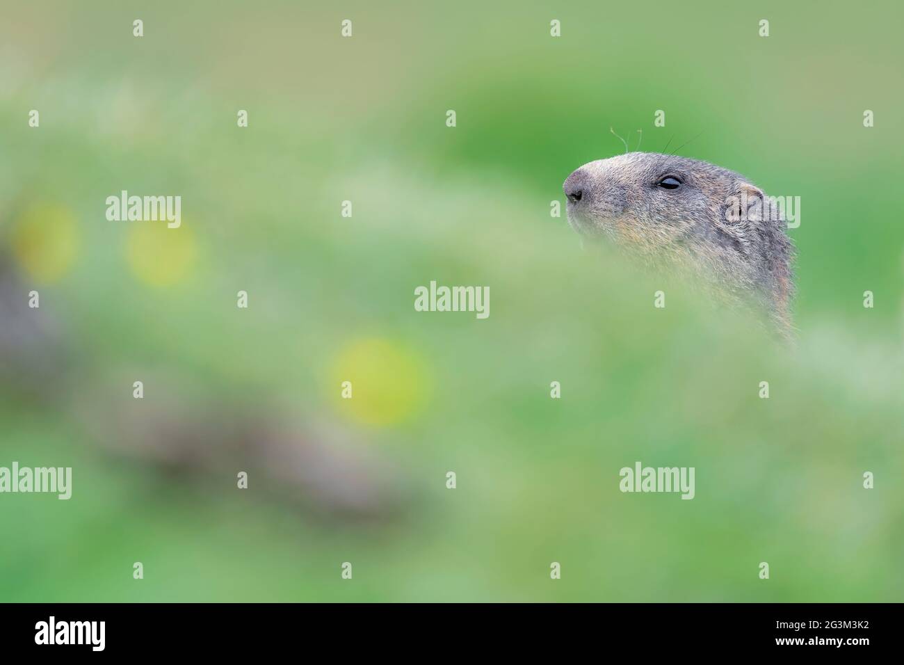 Beautiful portrait of Alpine marmot among the flowers (Marmota marmota ...