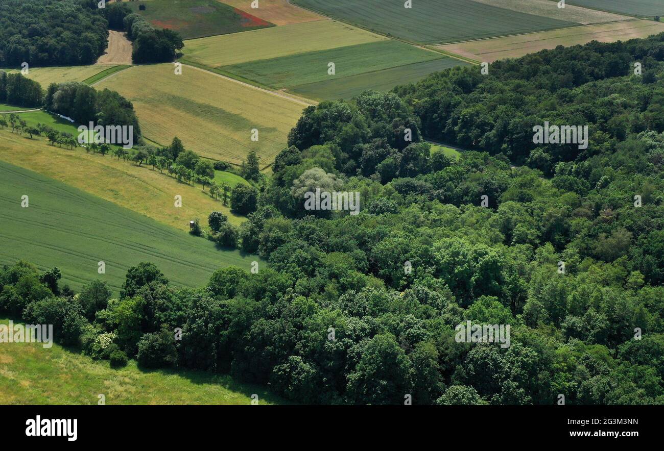 01 January 1970, Bavaria, Oberschwarzach: Trees of the Steigerwald ...
