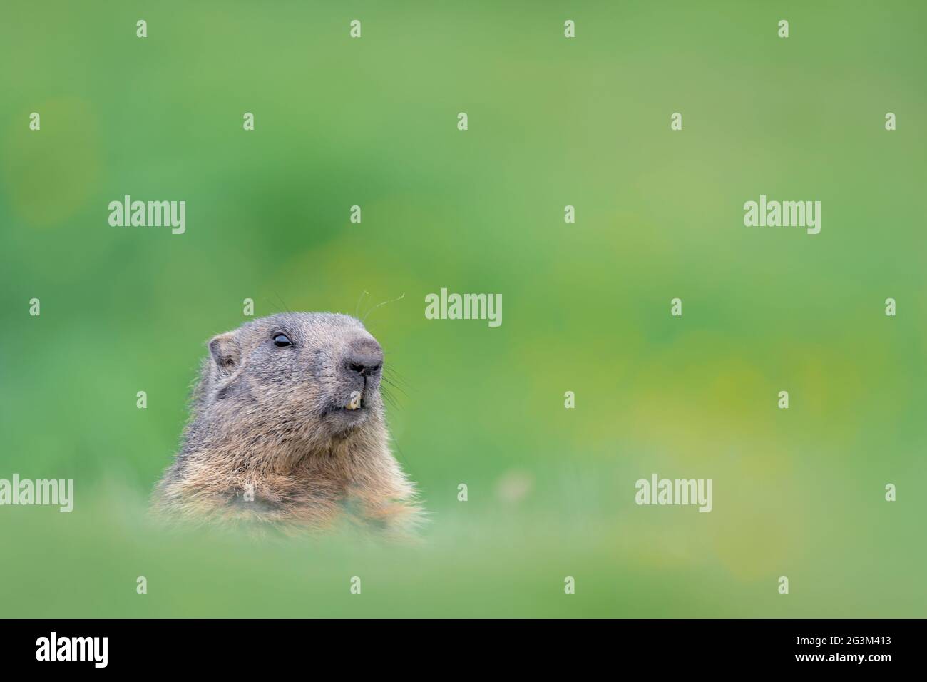 Wonderful portrait of Alpine marmot with flowers and grass on ...
