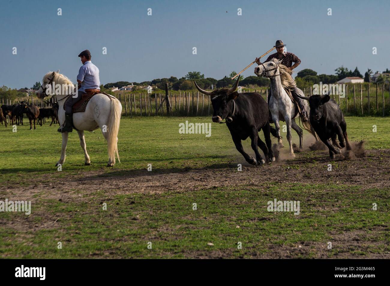 Cattle sorting hi-res stock photography and images - Alamy