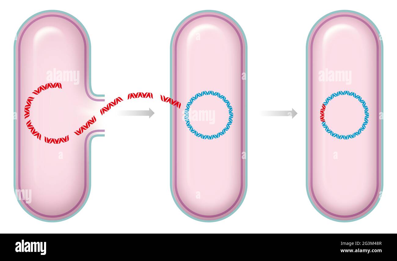 Illustration of bacterial transformation Stock Photo - Alamy