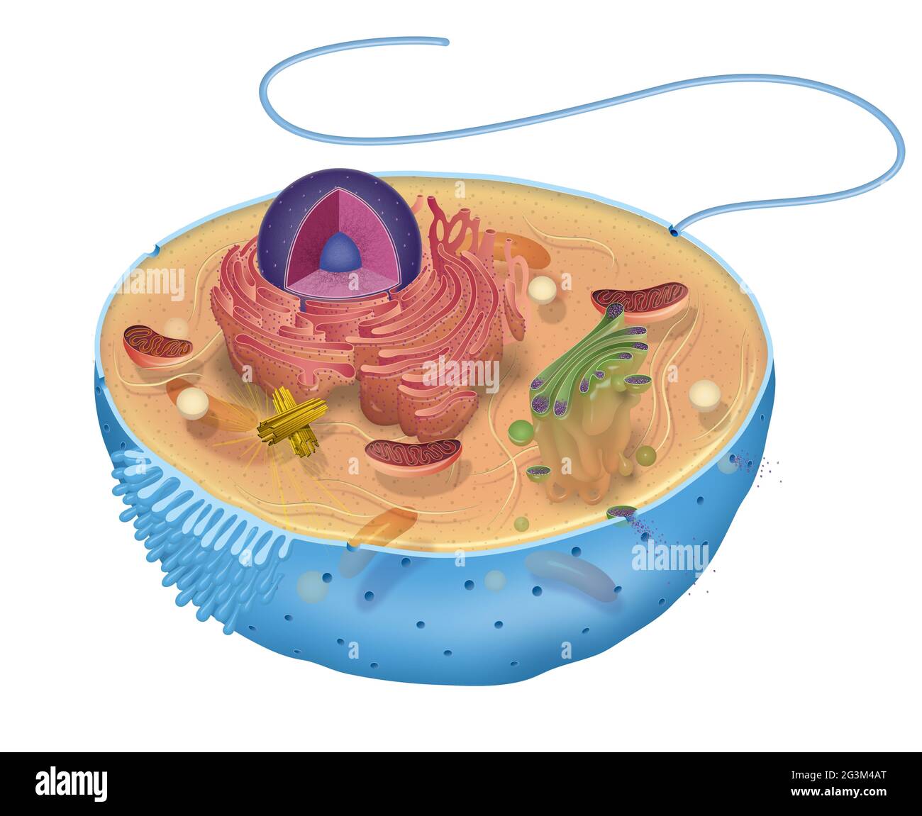 Animal cell hi-res stock photography and images - Alamy