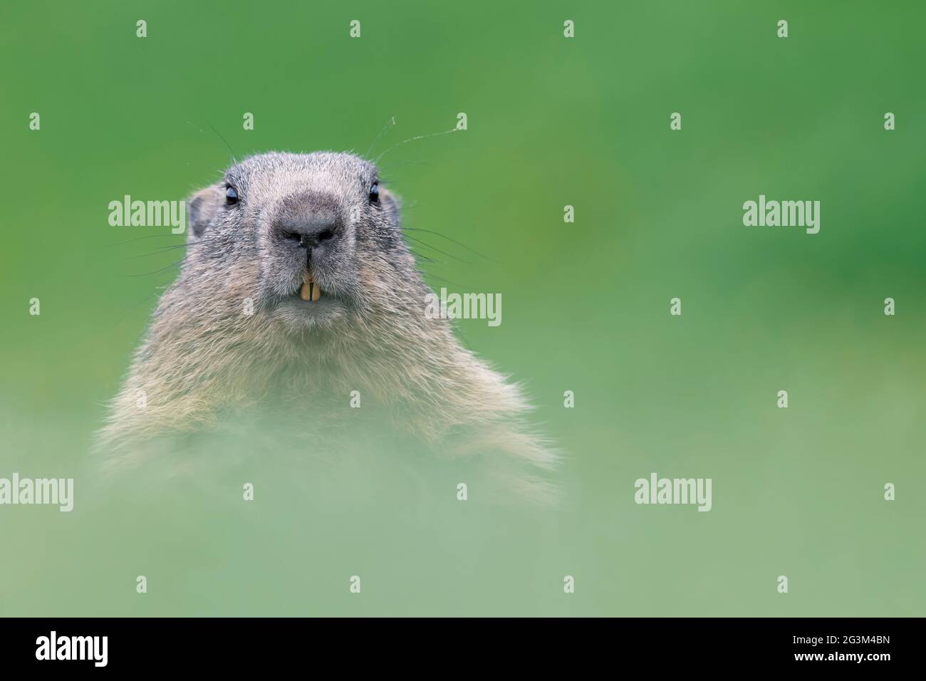 Face to face with Alpine marmot (Marmota marmota Stock Photo - Alamy