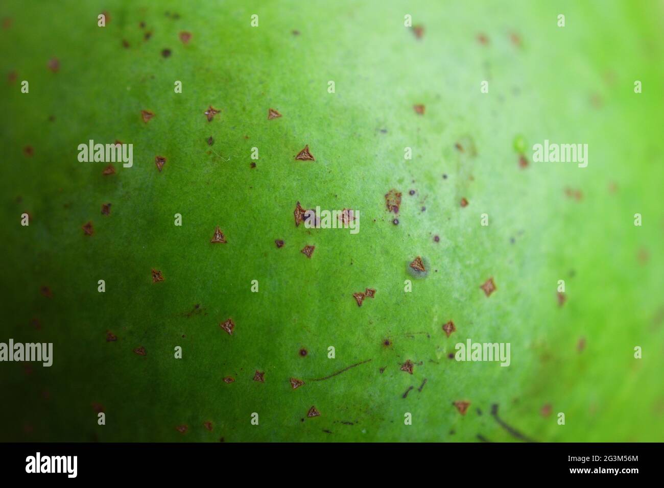 green pattern in mango skin Stock Photo - Alamy