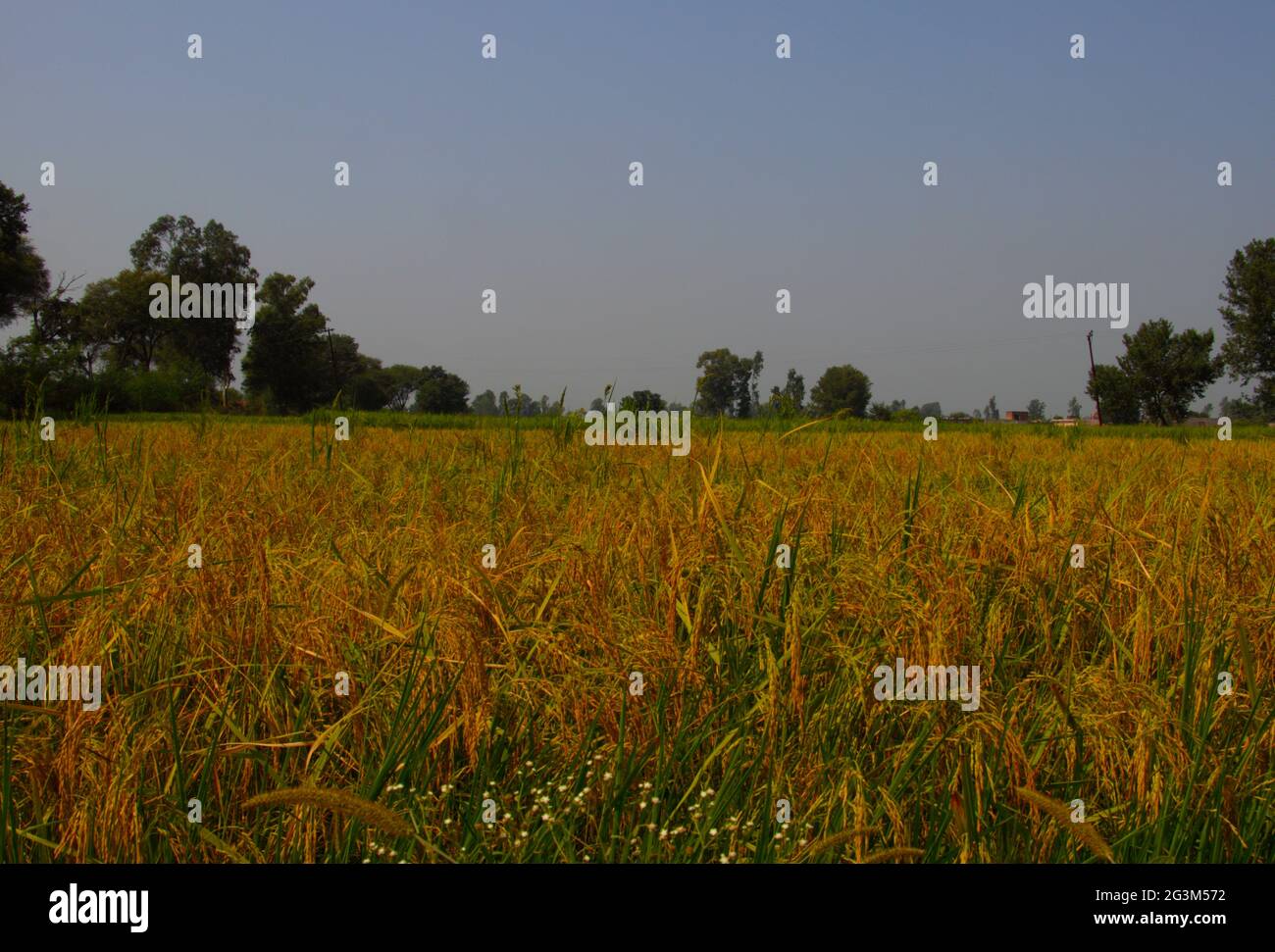 yellow paddy field ready to harvest Stock Photo - Alamy