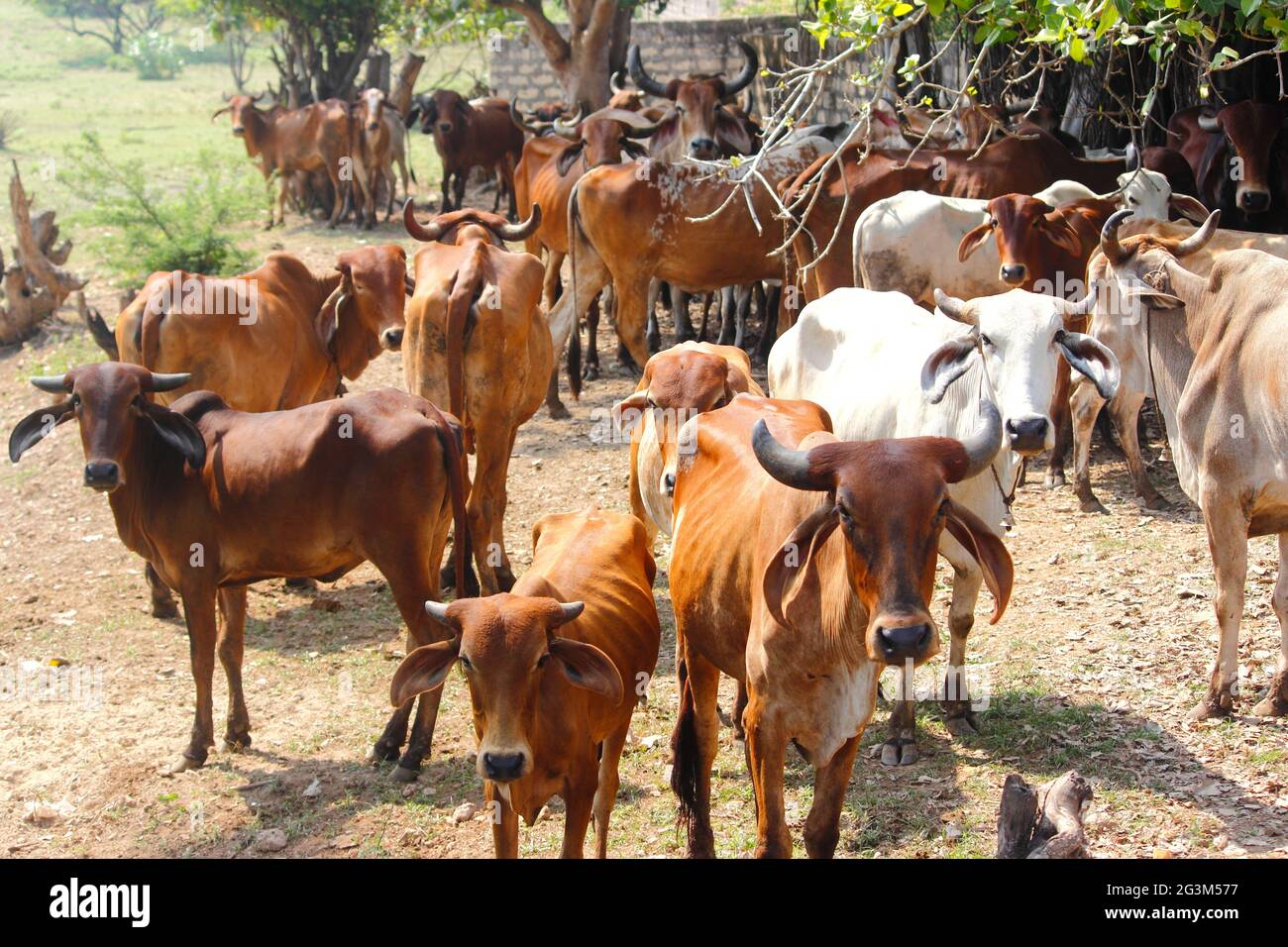 native cows in India displayed Stock Photo - Alamy