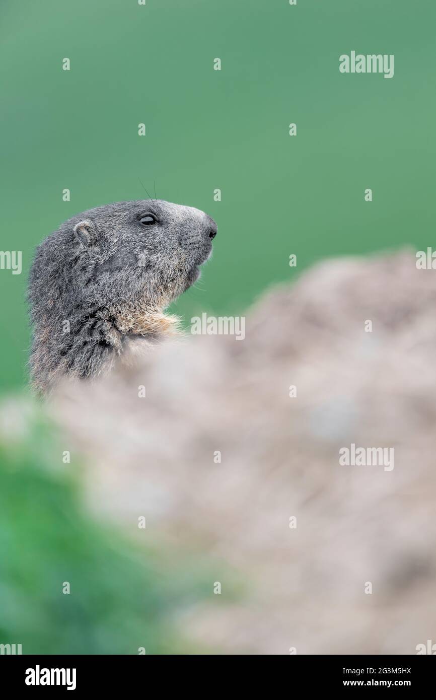 The sentinel, fine art portrait of Alpine marmot on burrow (Marmota ...