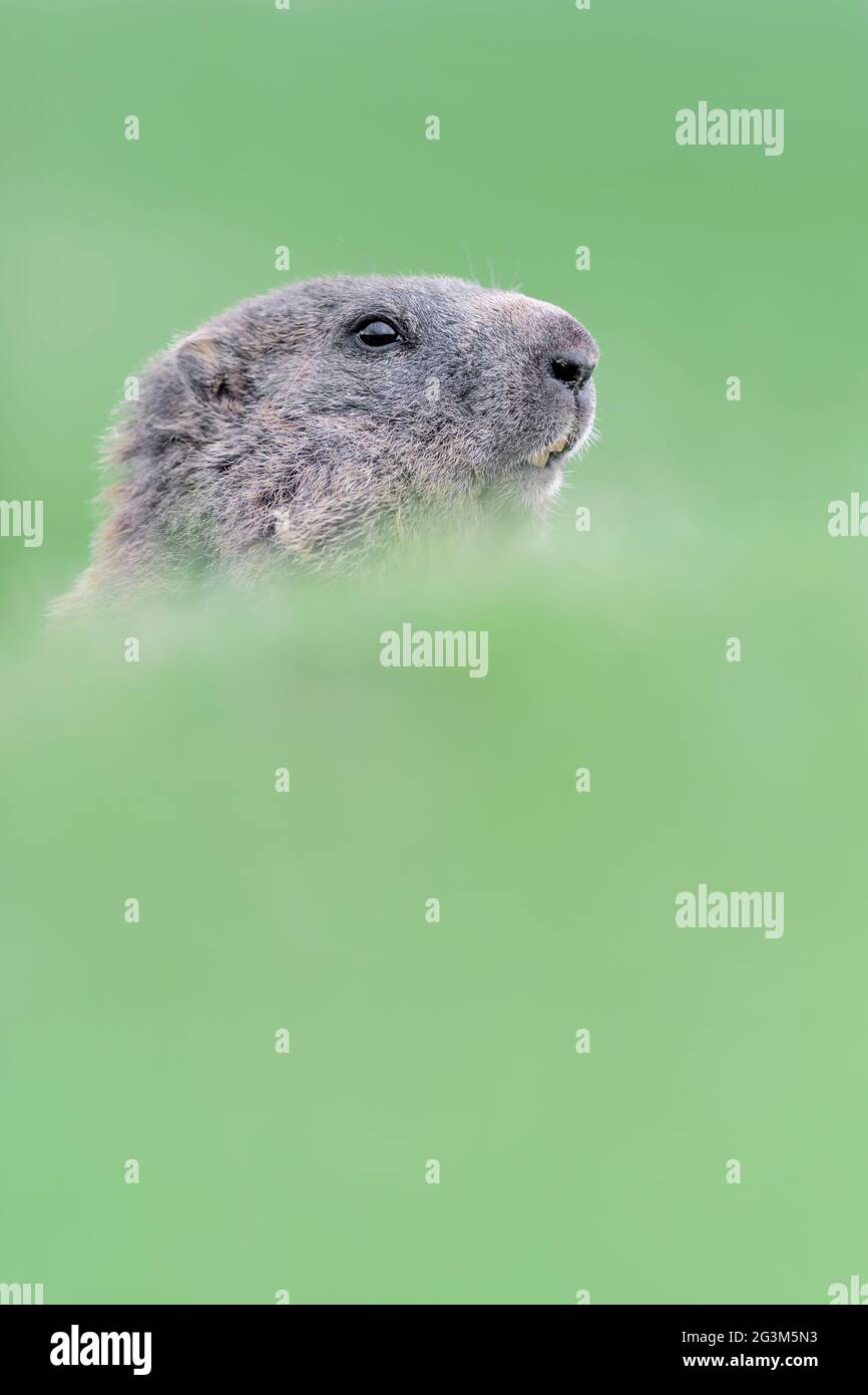 Portrait of isolated Marmot in the grass (Marmota marmota Stock Photo ...