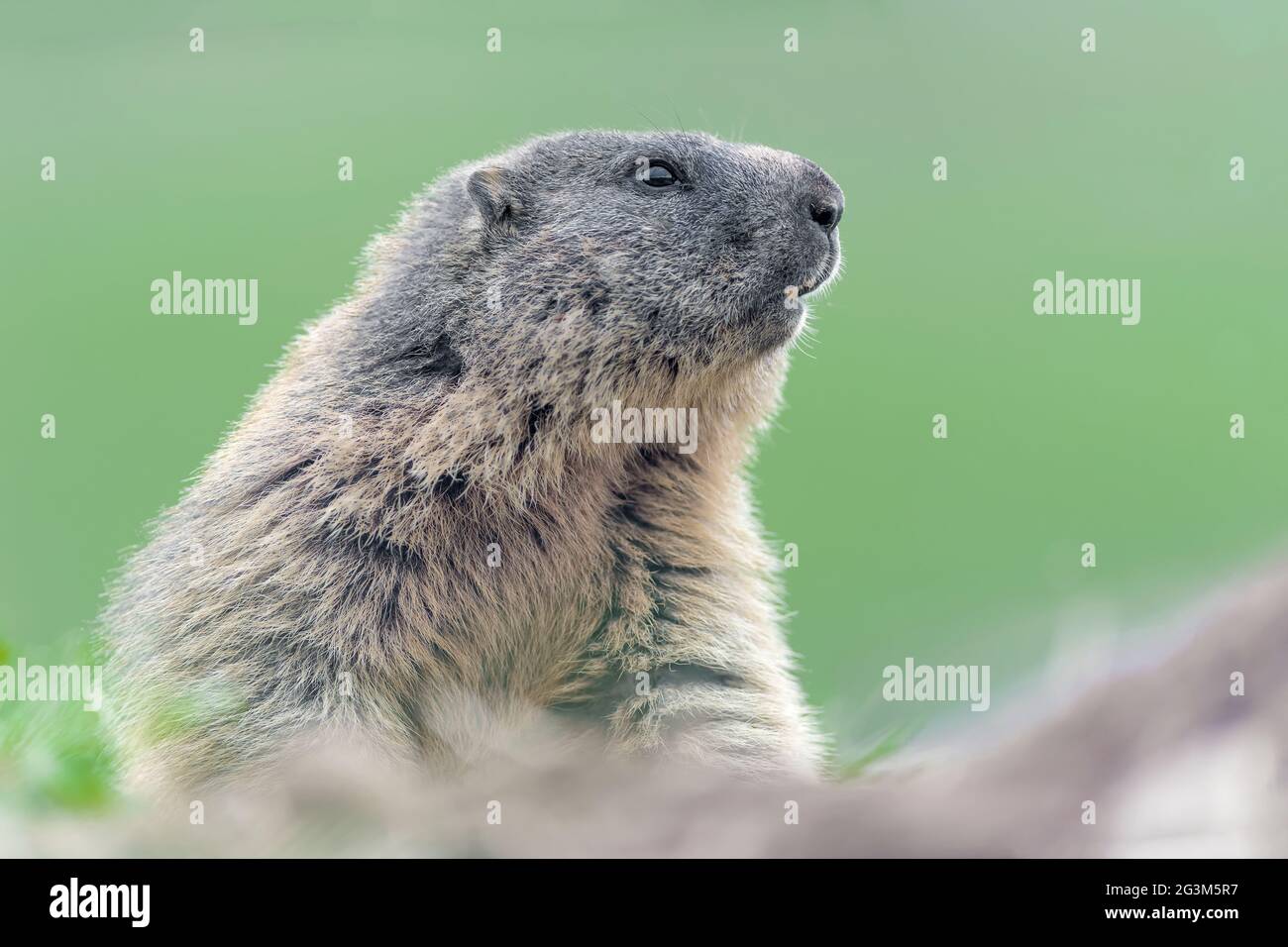 The sentinel, fine art portrait of Alpine marmot on burrow (Marmota ...