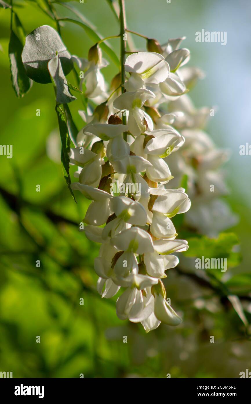 Flowering Acacia White White Flowers High Resolution Stock Photography ...