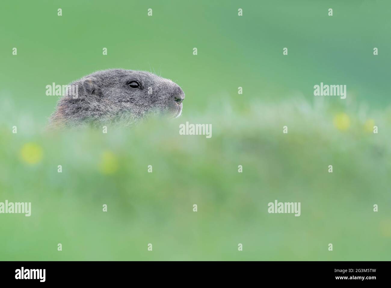 Beautiful portrait of Alpine marmot among the flowers (Marmota marmota ...