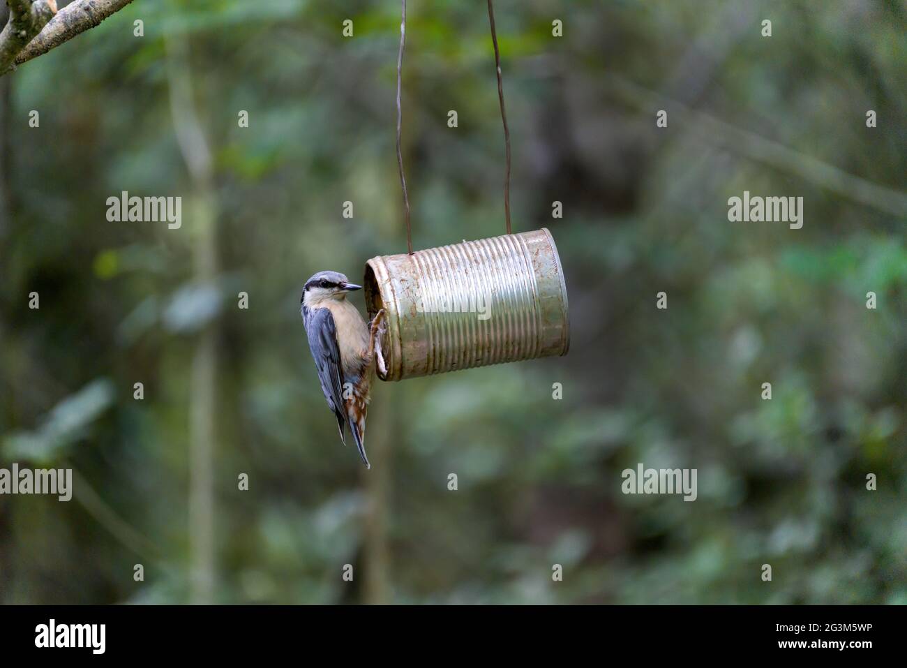 Forage feeder hi-res stock photography and images - Alamy