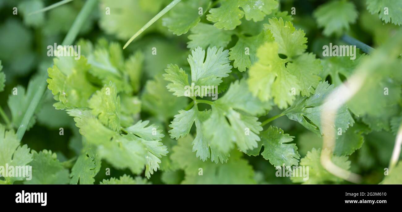 green plant background and plant structure usable as graphic background ...