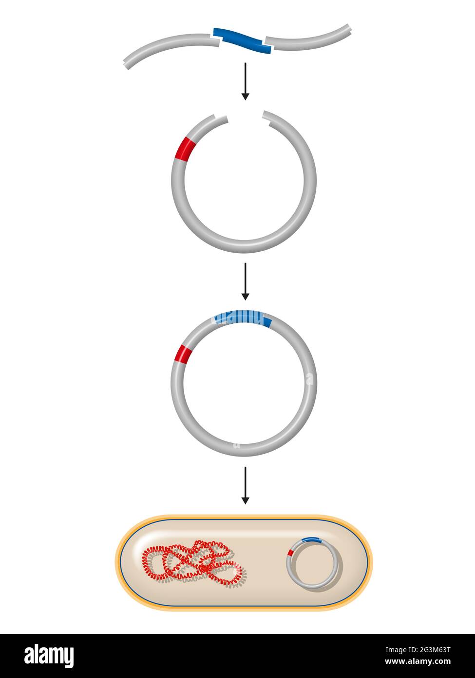 Genetic medicine gene therapy Cut Out Stock Images & Pictures - Alamy