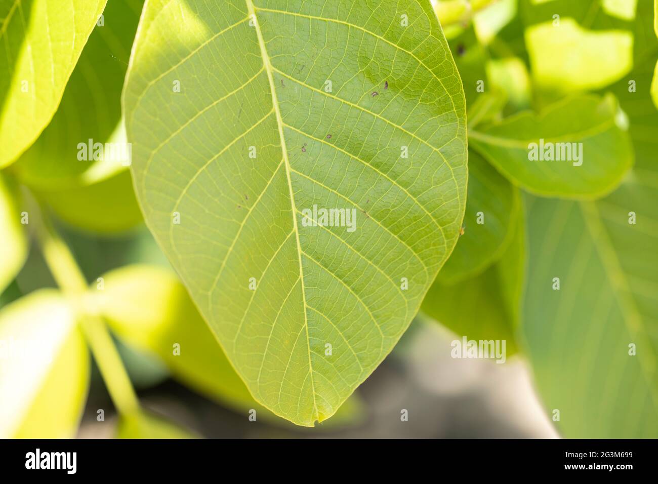 green plant background and plant structure usable as graphic background ...