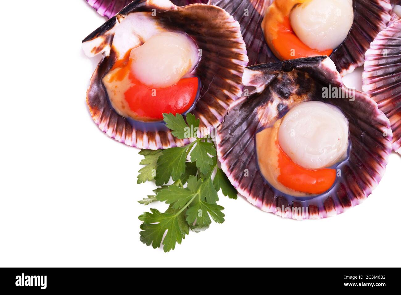 raw natural scallops of galician origin typical of gastronomy Stock ...
