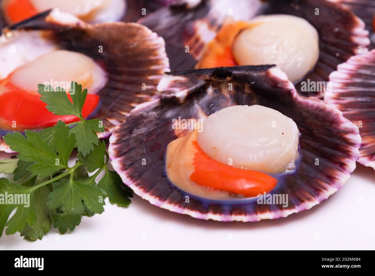 Scallop shell presentation hi-res stock photography and images - Alamy
