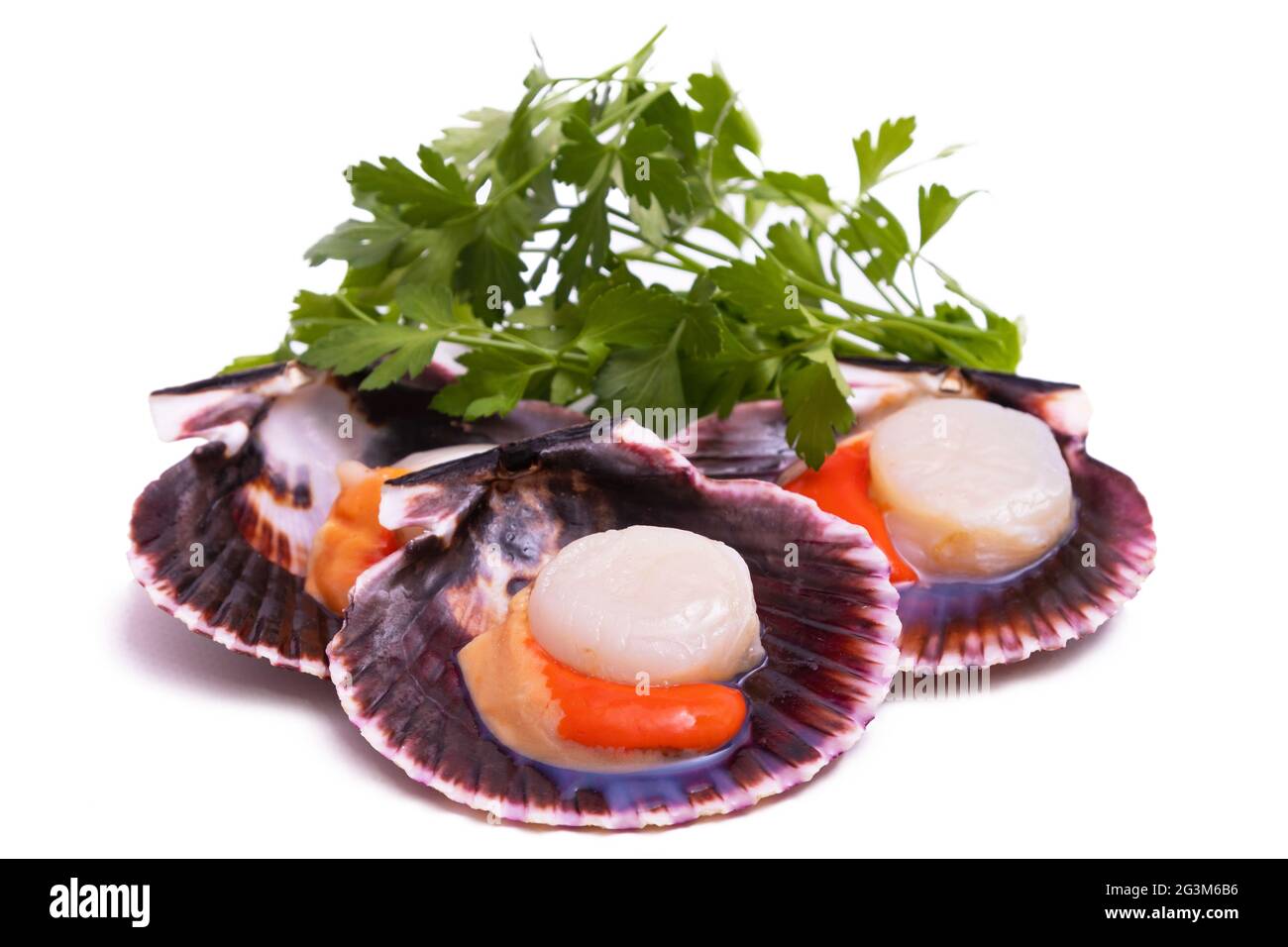 raw natural scallops of galician origin typical of gastronomy Stock ...