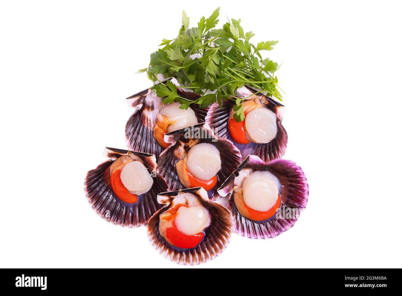 raw natural scallops of galician origin typical of gastronomy Stock ...