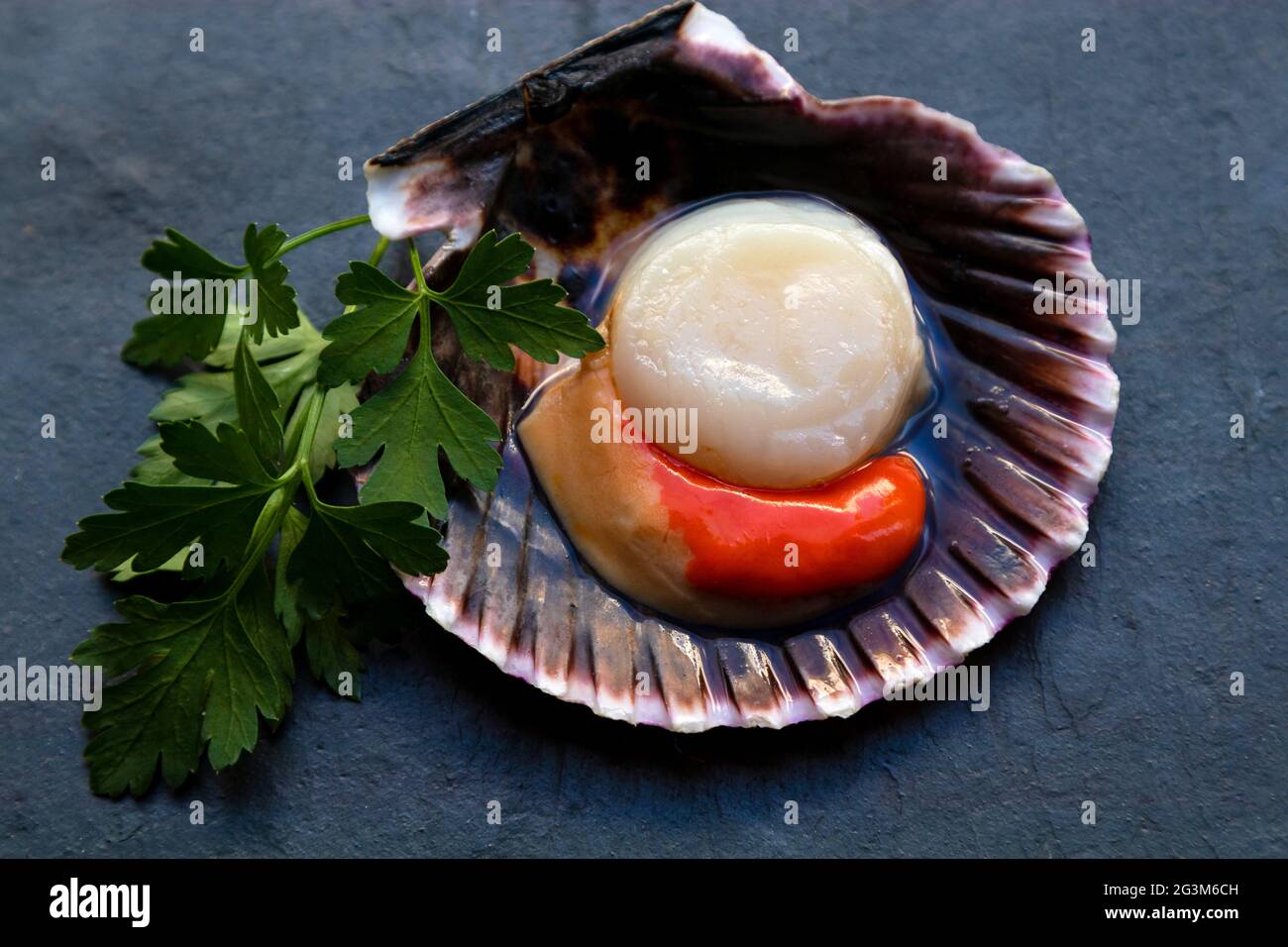 Scallop shell presentation hi-res stock photography and images - Alamy