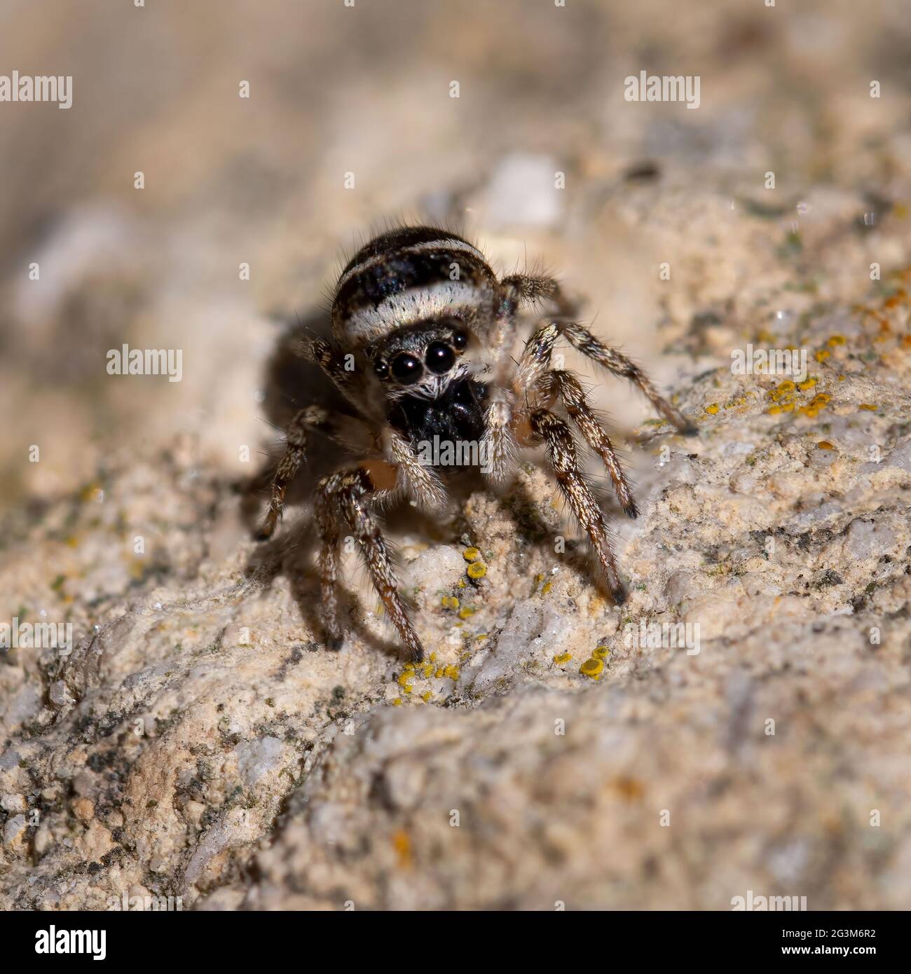 Macro image of Zebra Jumping Spider Stock Photo - Alamy
