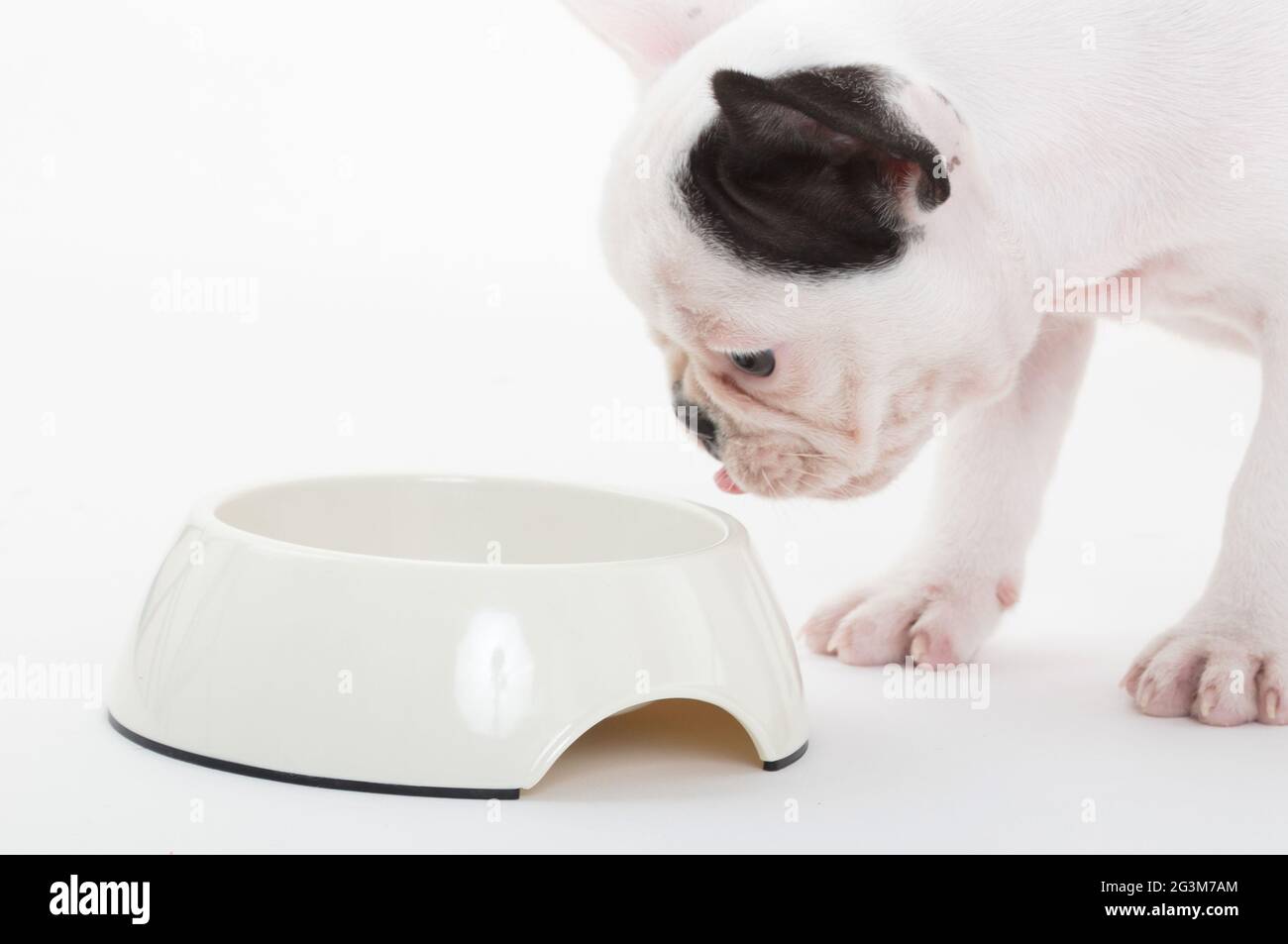French puppy bulldog eating, isolated Stock Photo - Alamy