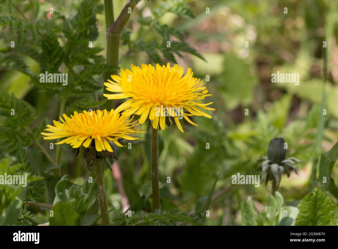 Two yellow dandelion flowers, Taraxacum officinale, lions tooth or ...