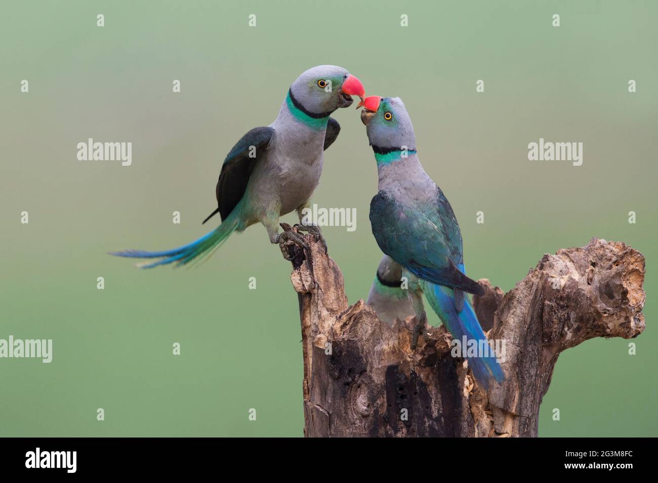 The image of Malabar Parakeet (Psittacula columboides) at Shimoga ...